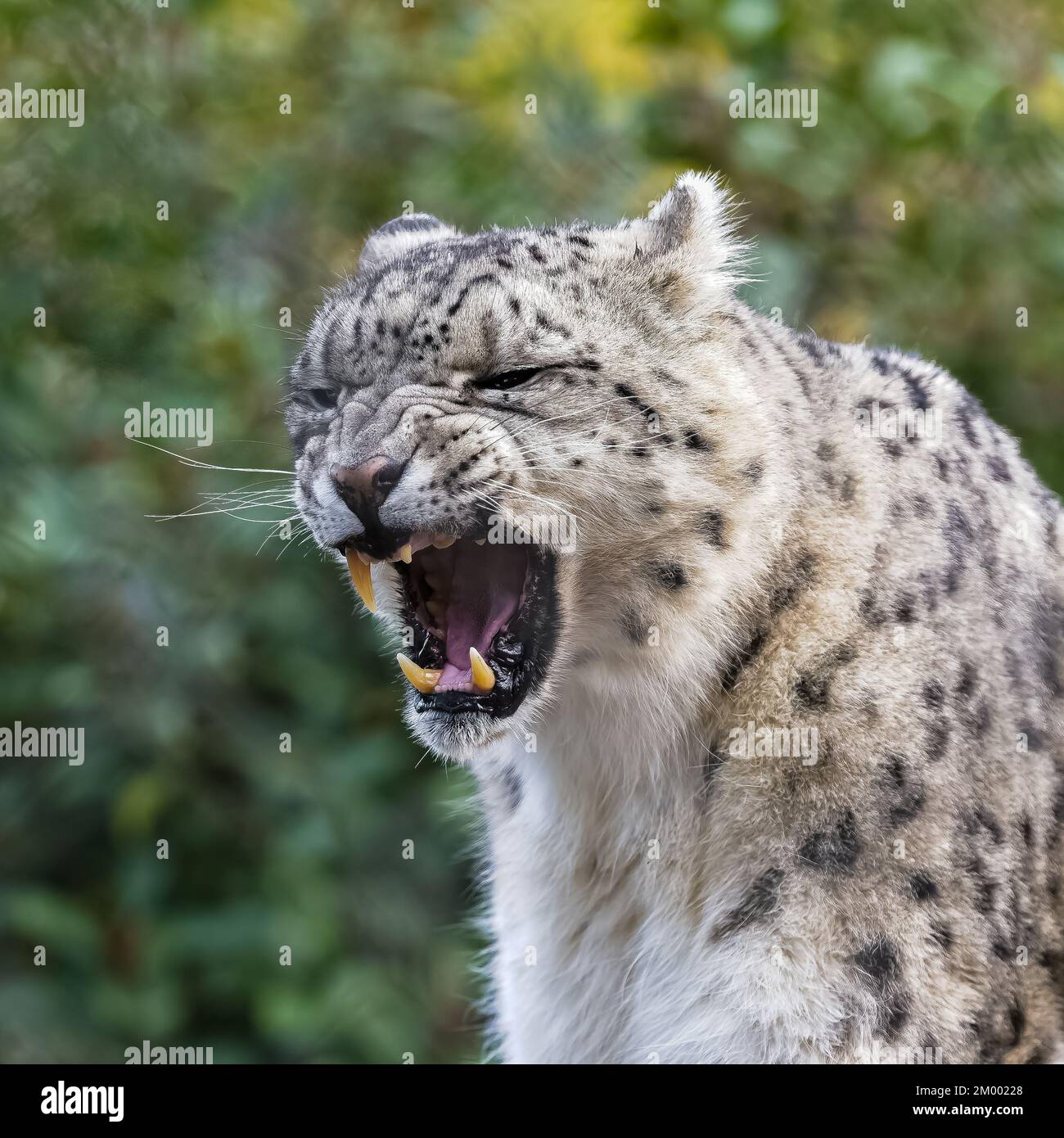 A snow leopard, Panthera uncia, yawning, closeup portrait Stock Photo ...