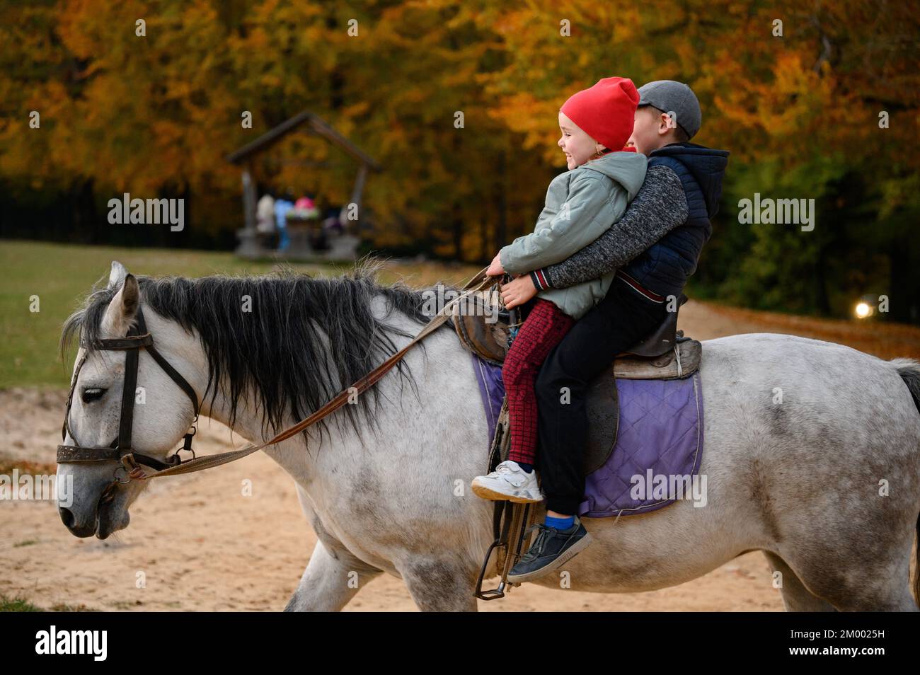 Two children are sitting on a horse, happy children are walking in the ...