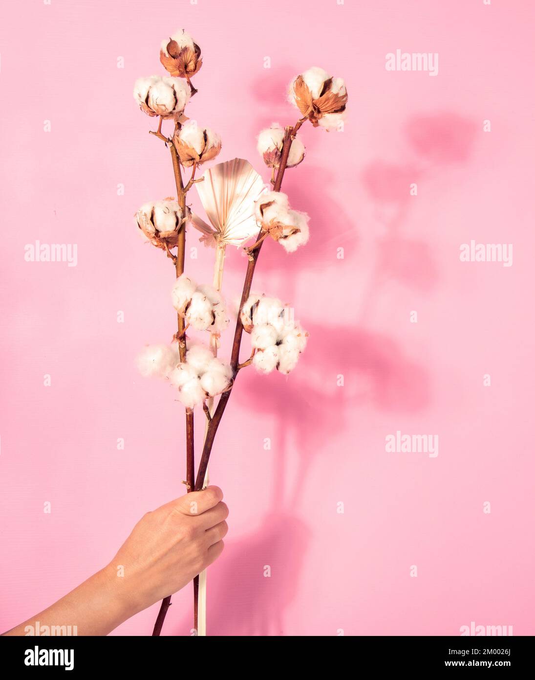 Female hand holding branch hi-res stock photography and images - Alamy