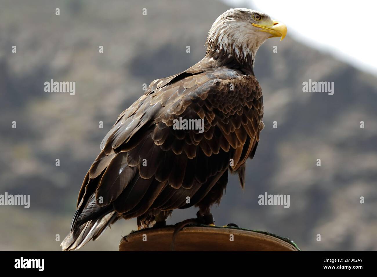 Eagle is sitting and resting Stock Photo - Alamy