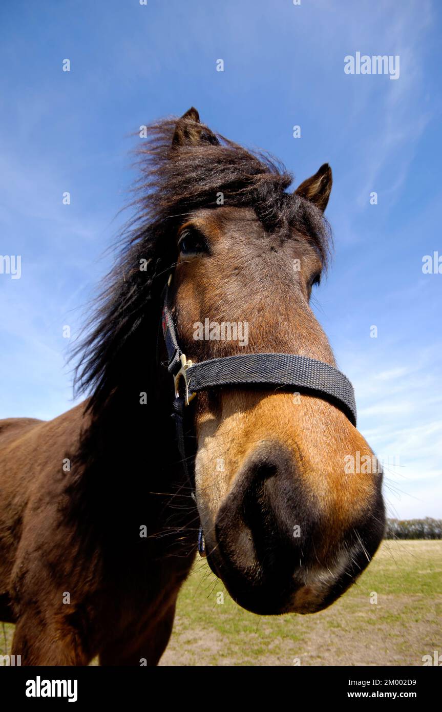 Wide angle shot of horse face. The horse is looking interested Stock ...