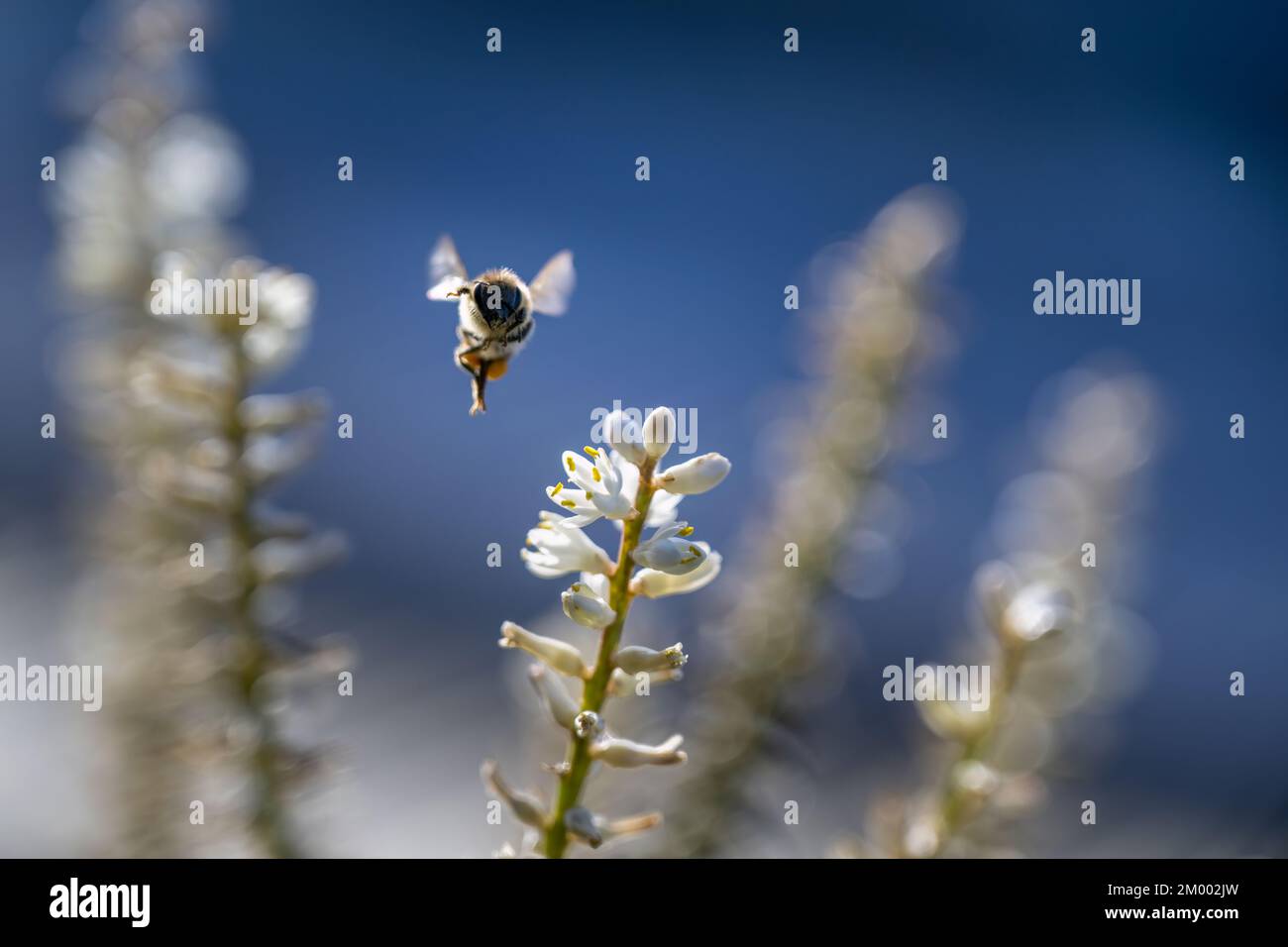 Backlit honey bee flying towards white flowers, fluttering wings with ...