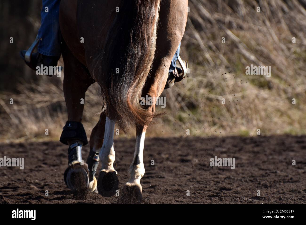 Training of an American Quarter Horse stallion in western riding with ...
