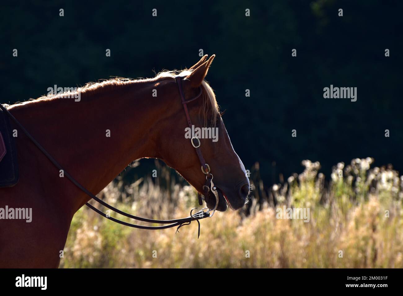 Head and neck of an American Quarter Horse stallion backlit with bridle ...