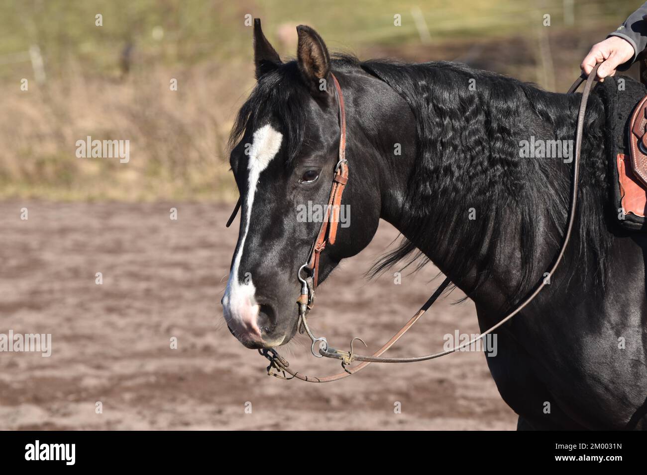 Head and neck of a black American Quarter Horse stallion with bridle ...