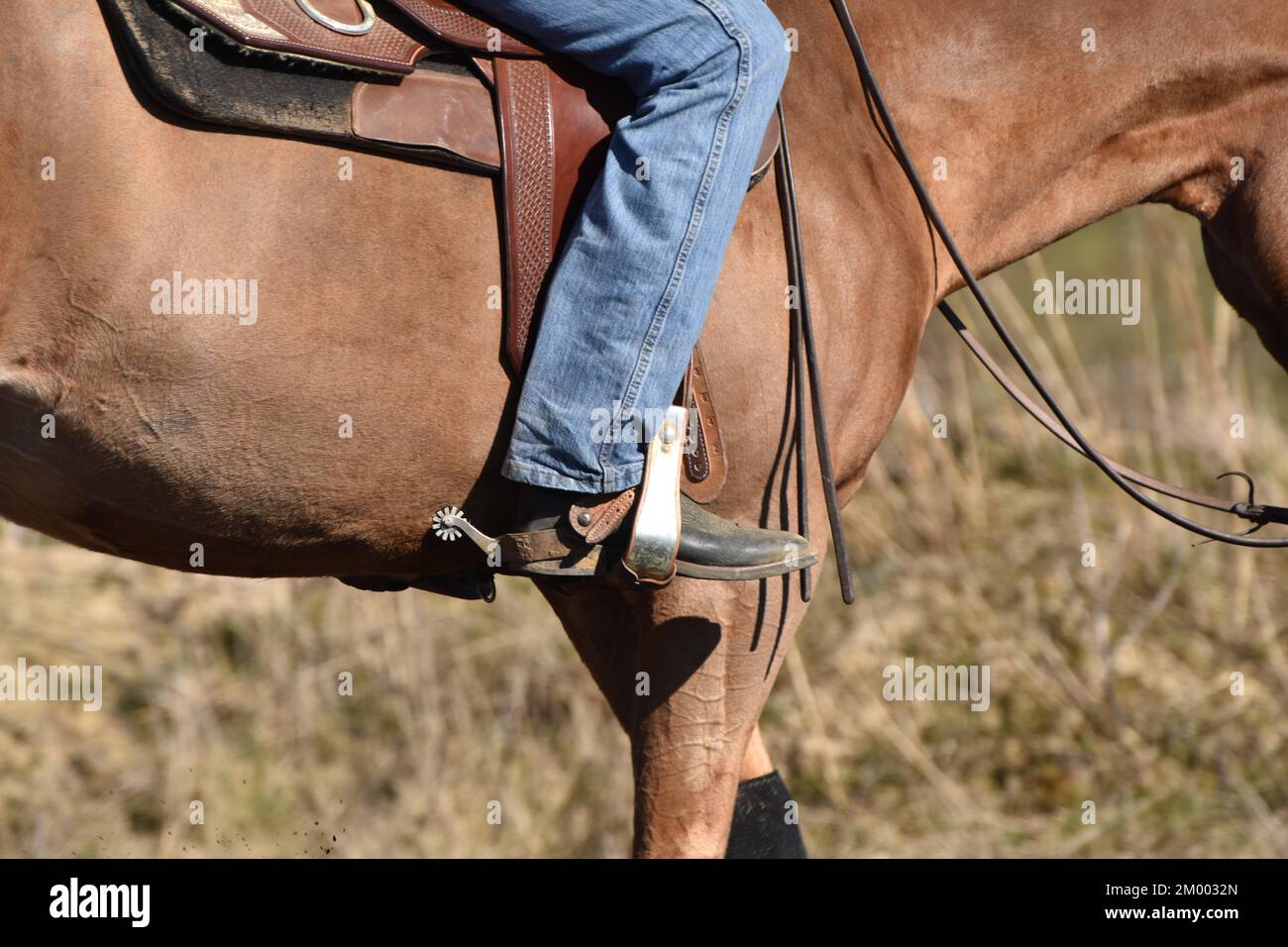 Training of an American Quarter Horse stallion in western riding with ...