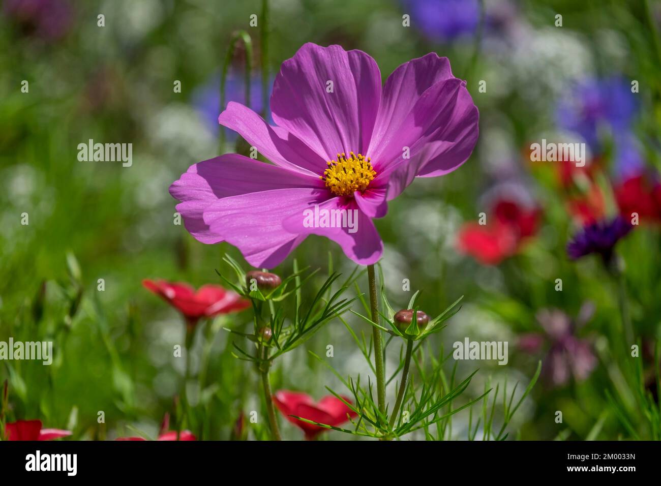 Mexican aster (Cosmos bipinnatus) in a flower meadow, North Rhine ...