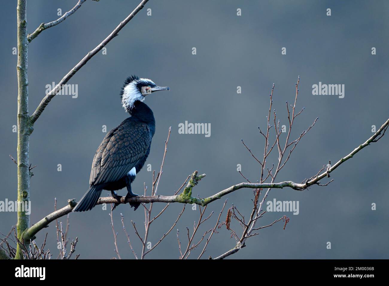 Great cormorant (Phalacrocorax carbo), adult bird, in breeding plumage ...