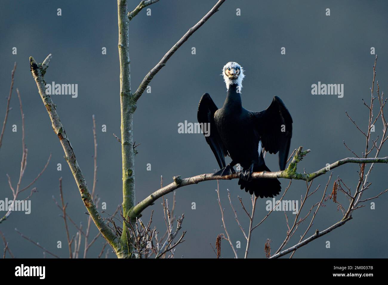 Great cormorant (Phalacrocorax carbo), adult bird, in breeding plumage ...