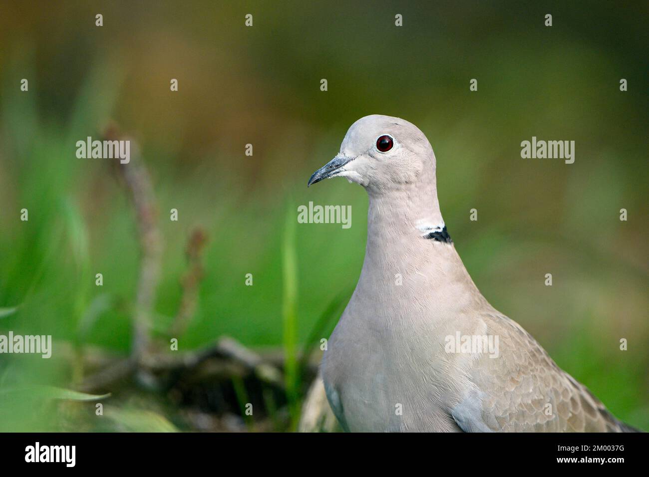 Eurasian collared dove (Streptopelia decaocto), portrait, Dingdener ...