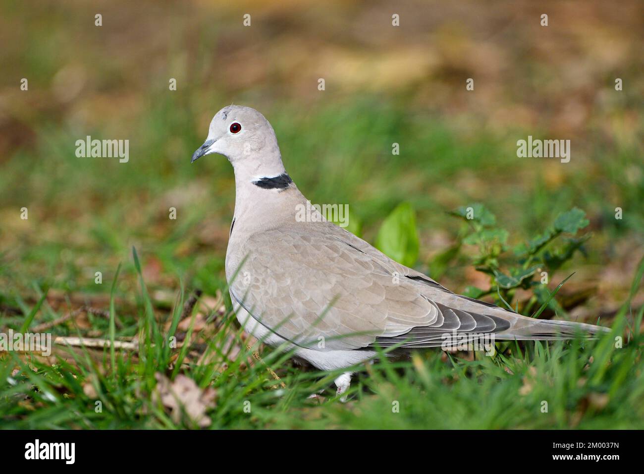 Eurasian collared dove (Streptopelia decaocto), Dingdener Heide nature ...