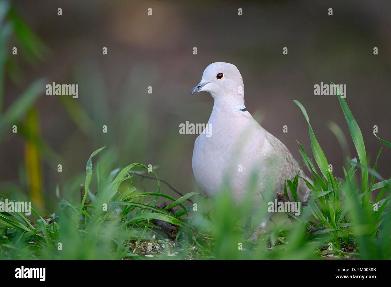 Eurasian collared dove (Streptopelia decaocto), Dingdener Heide nature ...