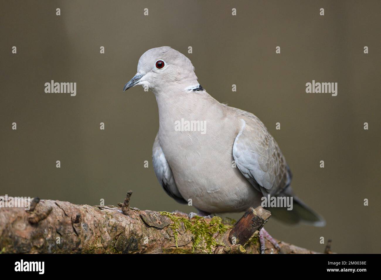 Eurasian collared dove (Streptopelia decaocto), Dingdener Heide nature ...