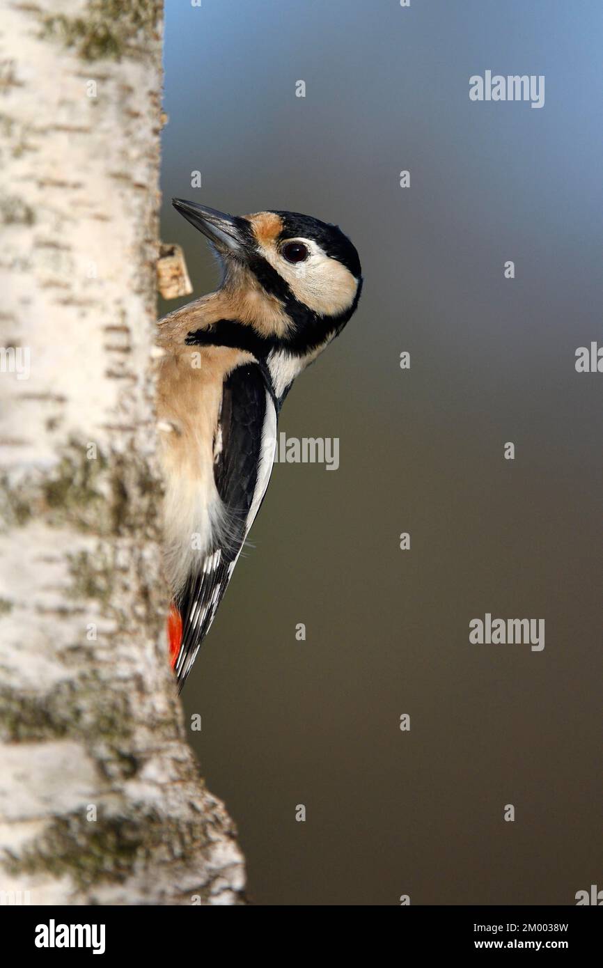 Great spotted woodpecker (Dendrocopos major), adult, female, foraging ...