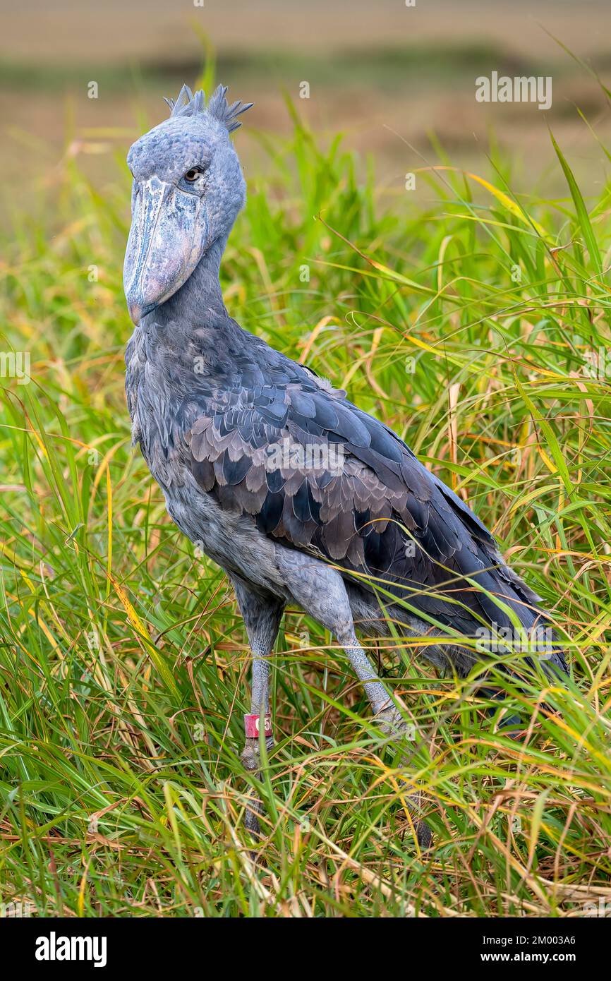 Shoebill (Balaeniceps rex), also Abu Markub, striding through marsh ...