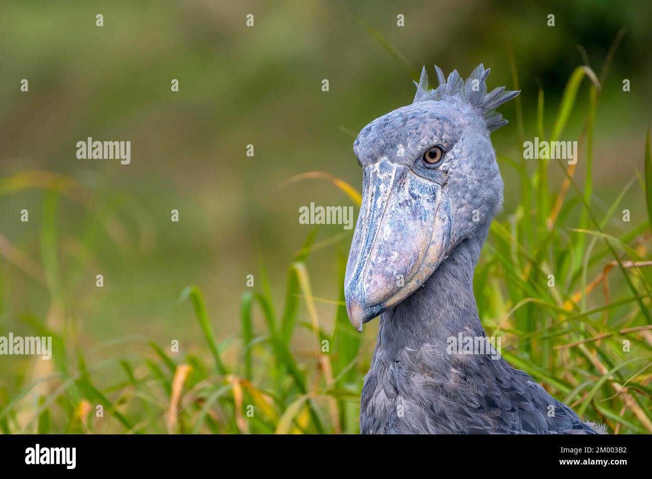 Shoebill (Balaeniceps rex), also Abu Markub, animal portrait, Bangweulu ...