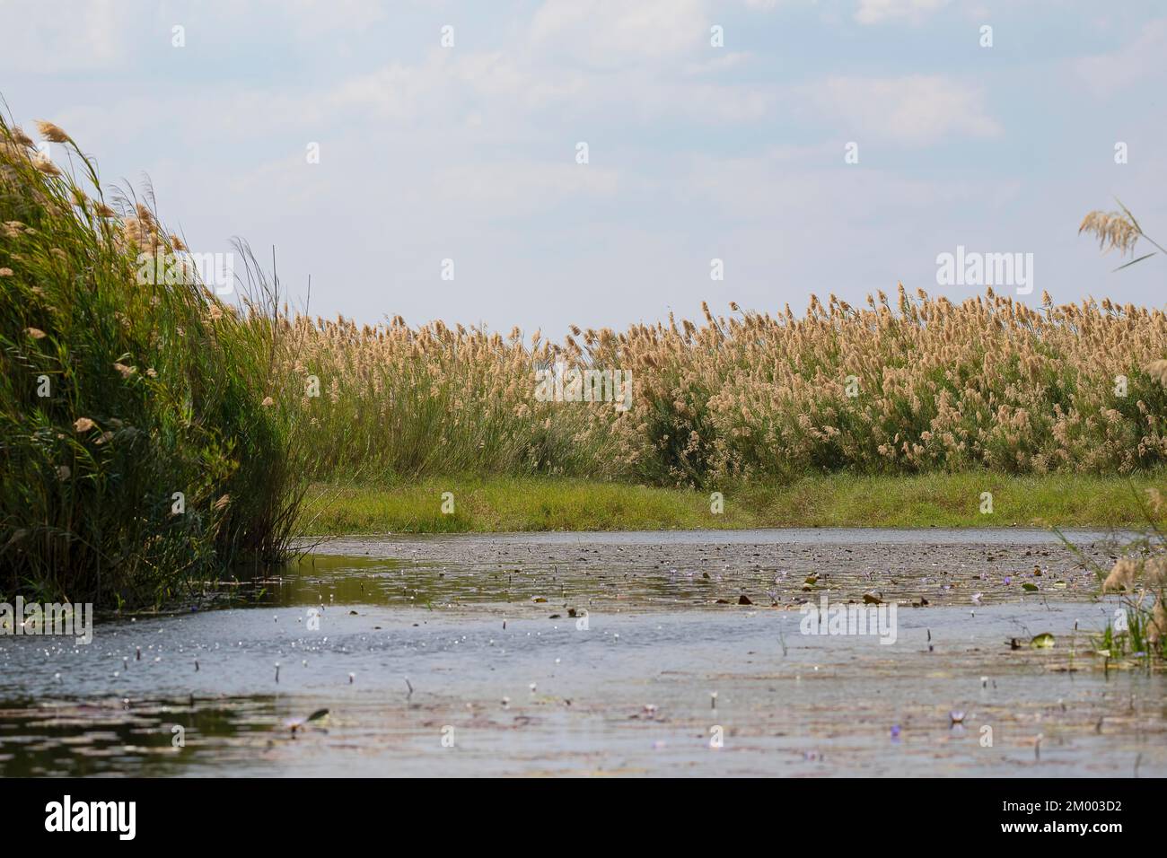 Common reed (Phragmites australis) and water lilies (Nymphaea) in the ...