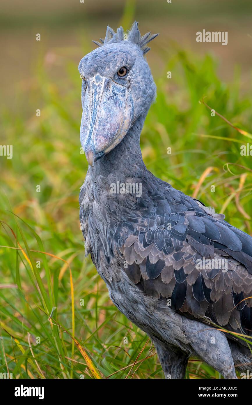 Shoebill (Balaeniceps rex), also Abu Markub, animal portrait, Bangweulu ...