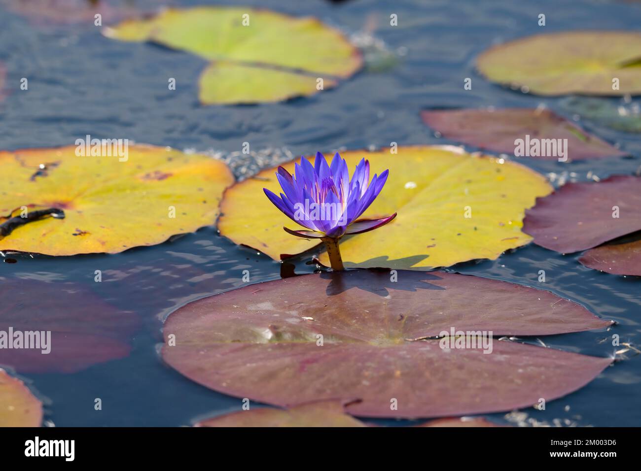 Water lily (Nymphaea), Bangweulu Swamps, Zambia, Africa Stock Photo - Alamy