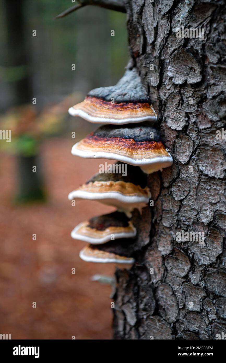 Red banded polypore (Fomitopsis pinicola), several fruiting bodies on ...