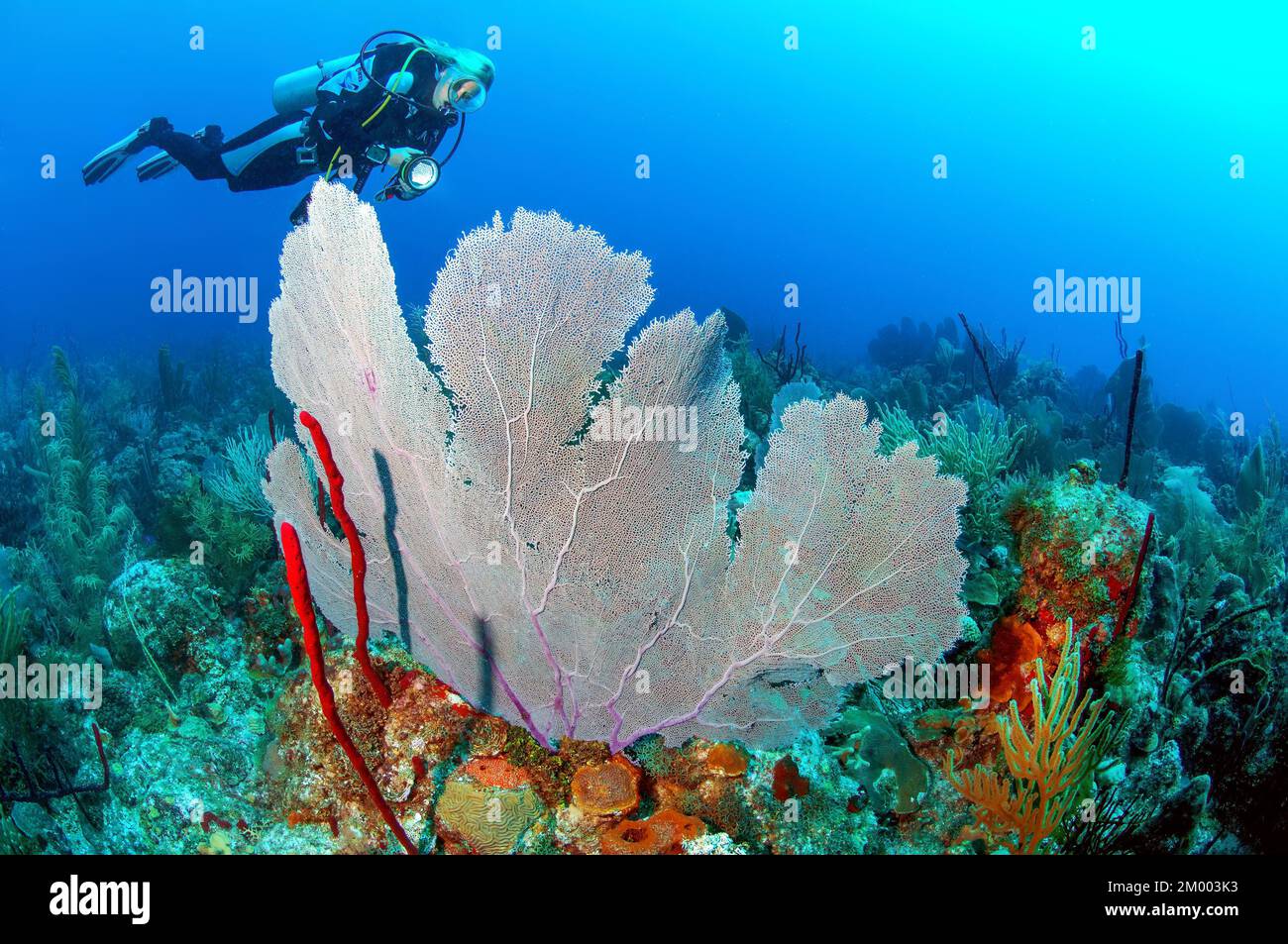 Diver looks up at illuminated common sea fan (Gorgonia ventalina ...
