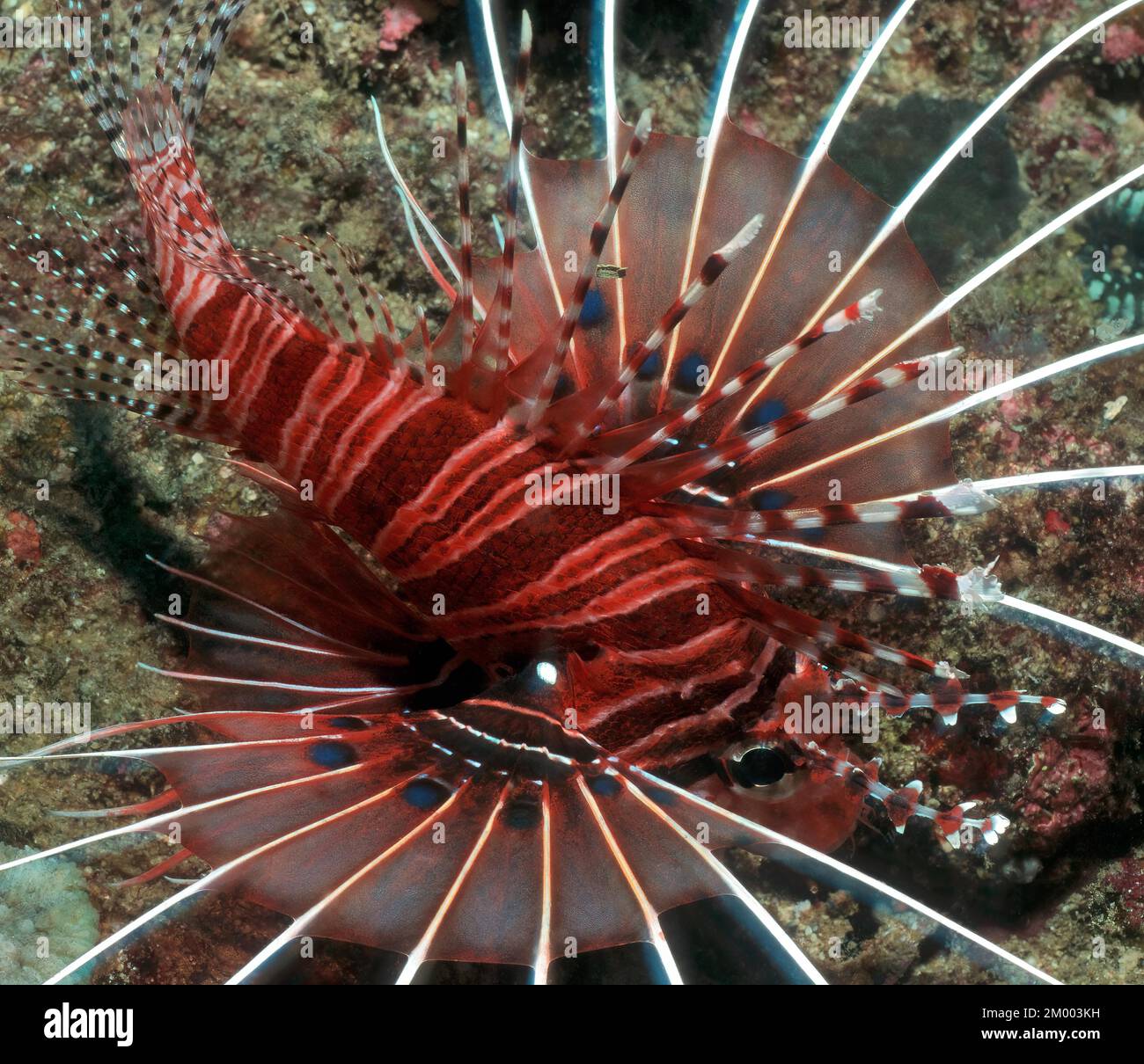 Close-up lionfish (Pterois cincta) spreads pectoral fins and spines ...