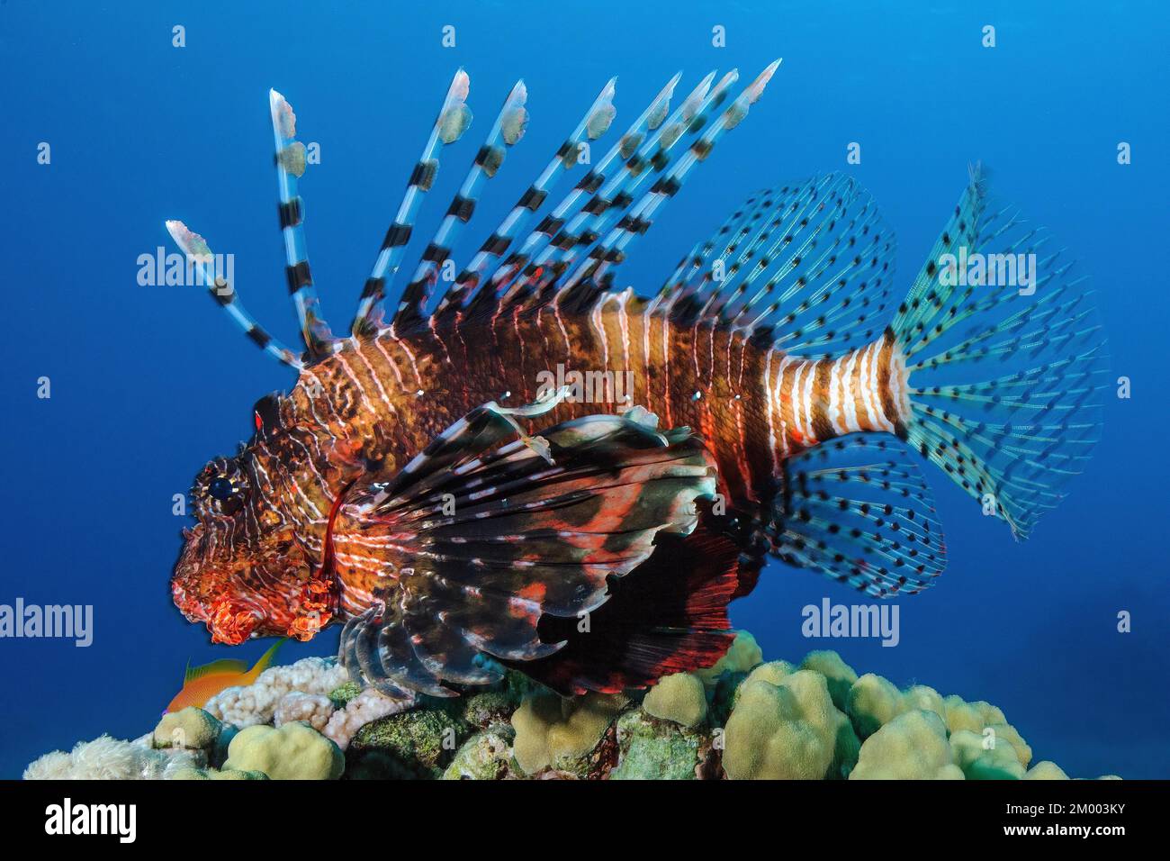 Profile image of common lionfish (Pterois miles), Red Sea, Gulf of ...