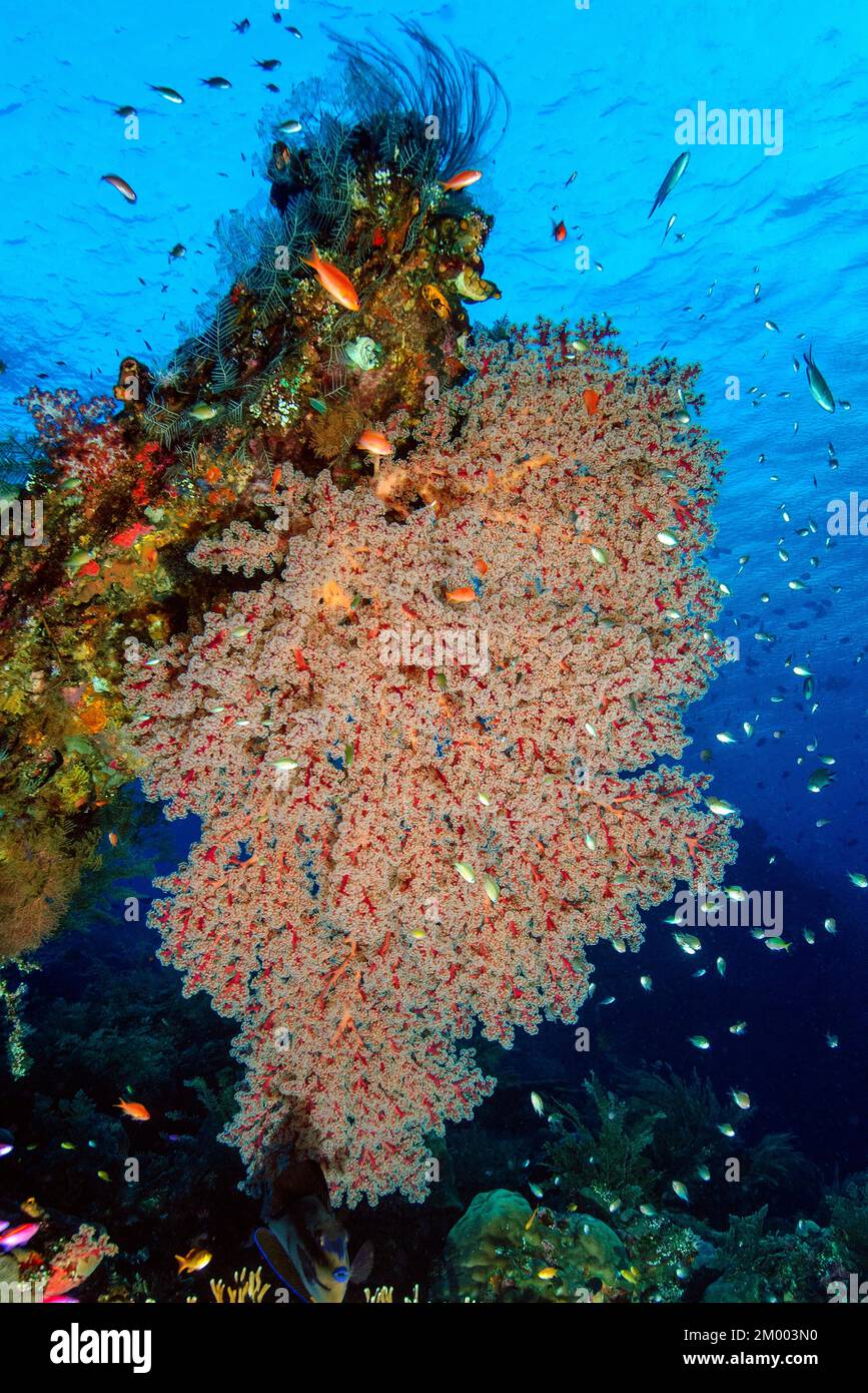 Giant knot red sea fan (Melithaea), Pacific, Bali, Indonesia, Asia ...