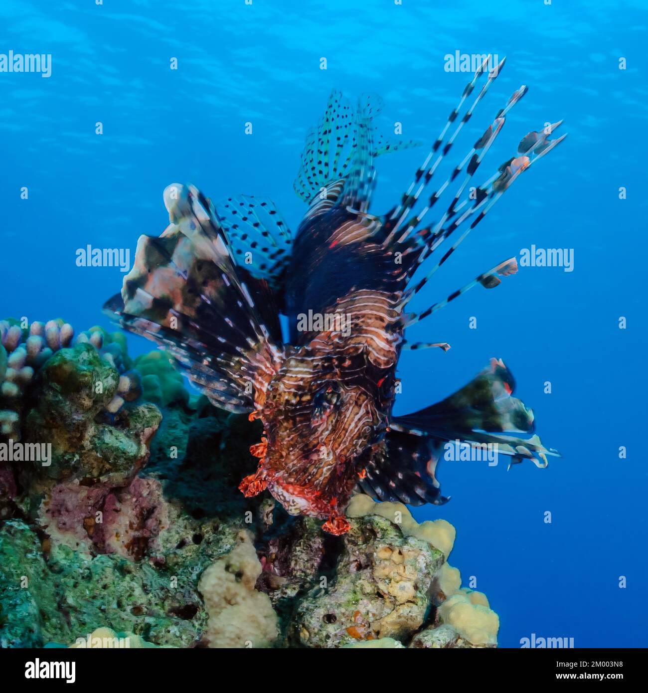 Common lionfish (Pterois miles) swimming towards viewer, Red Sea, Gulf ...