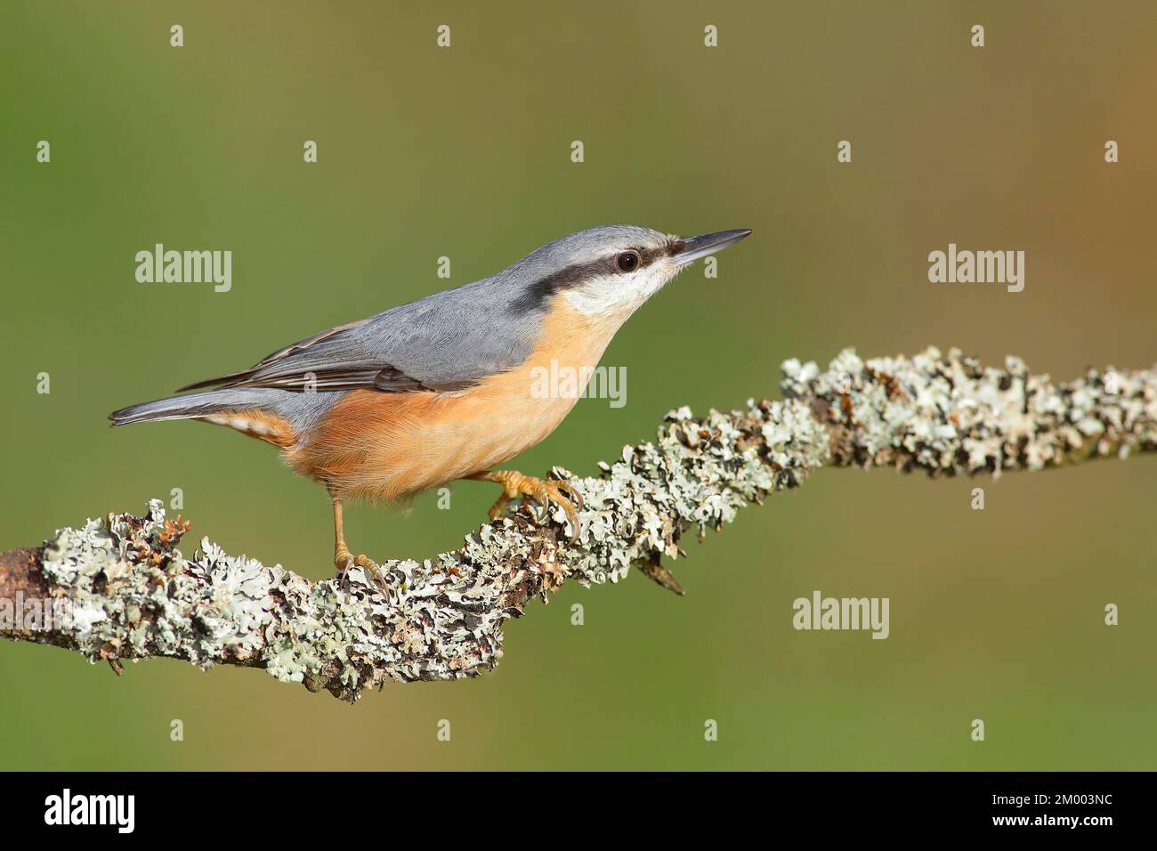 Eurasian nuthatch (Sitta europaea), sitting on a lichen-covered branch ...