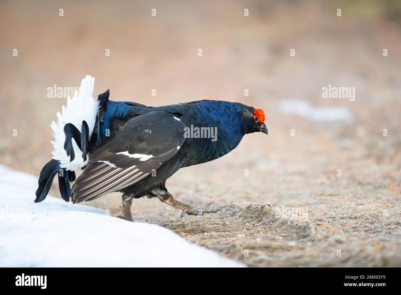 Black Grouse (Tetrao tetrix) Male, Sweden, Europe Stock Photo - Alamy