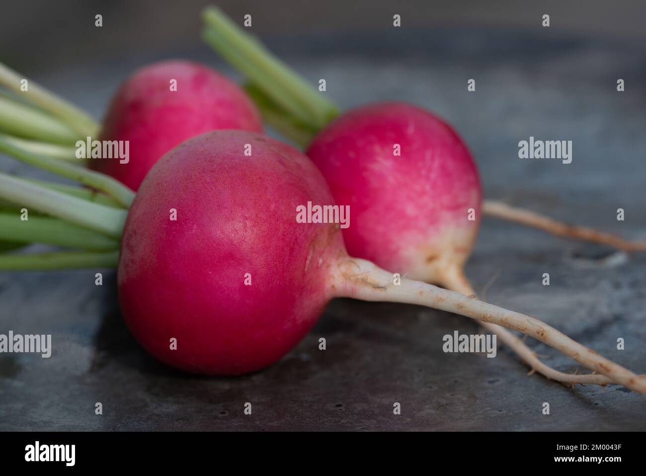 Close up of three red radishes lying on a dark metal plate. The ...