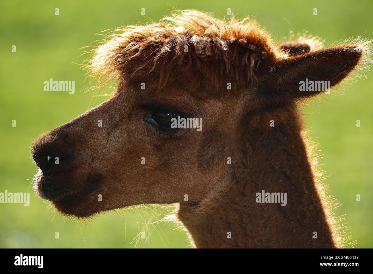 Alpaca Head Silhouette