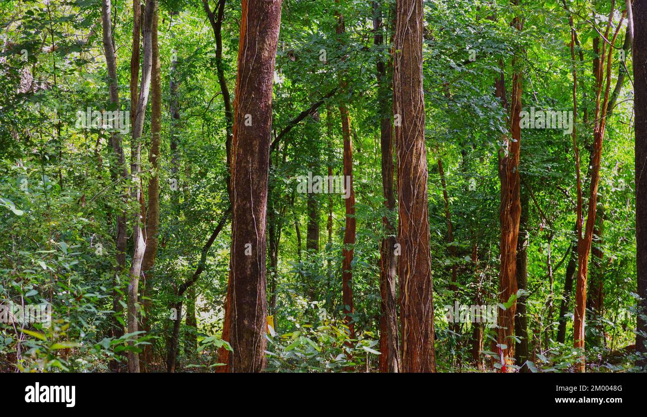Natural jungle oak trees hi-res stock photography and images - Alamy