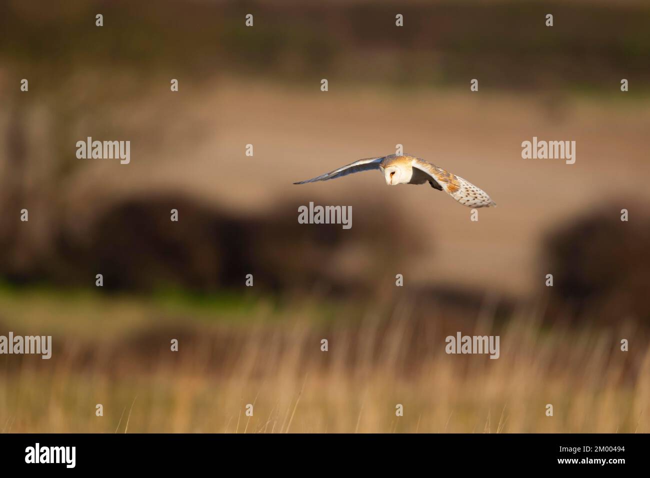 Barn owl (Tyto alba) adult bird hunting in flight over a reedbed ...