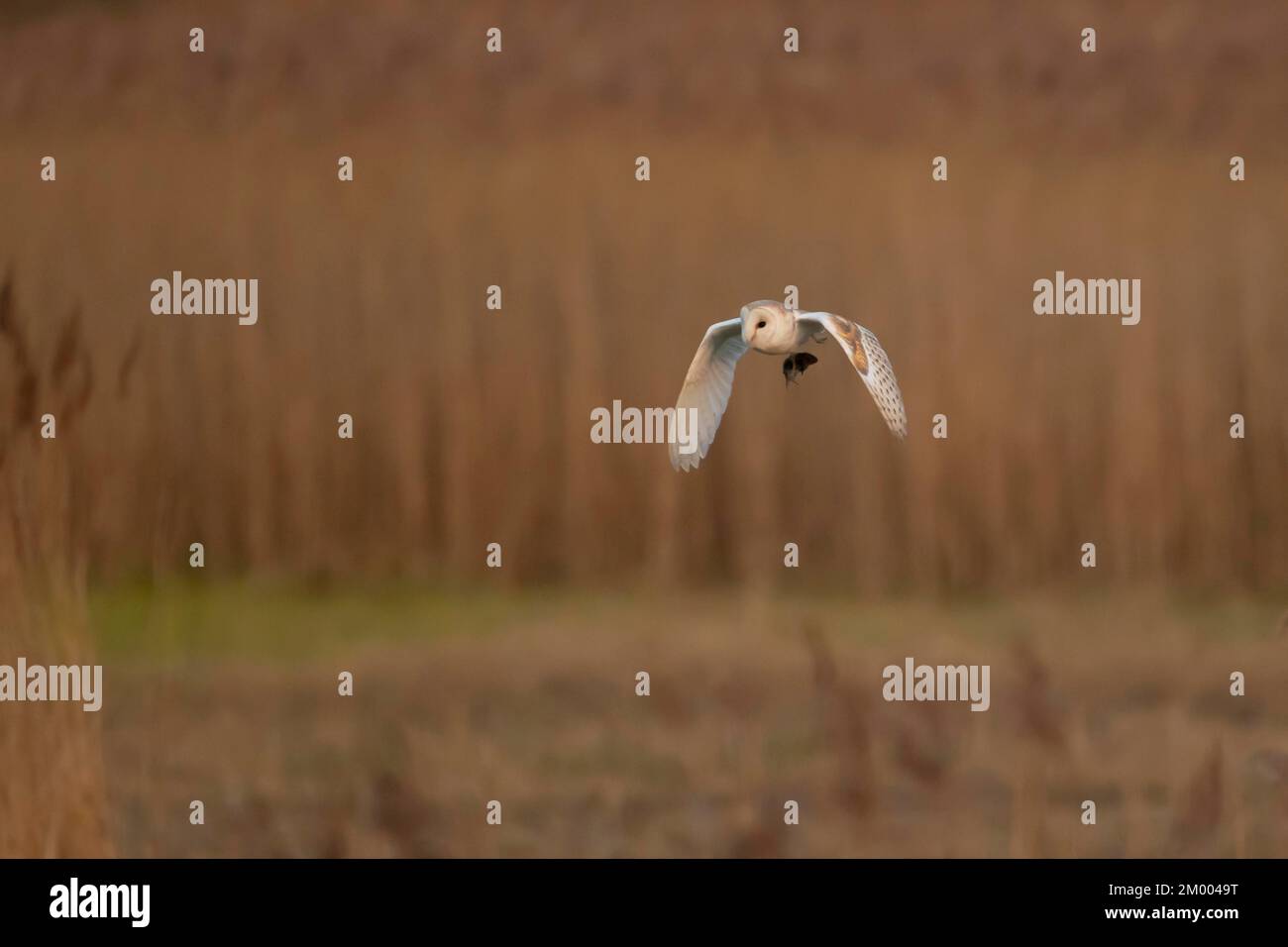Barn owl (Tyto alba) adult bird in flight carrying a vole in its talons ...
