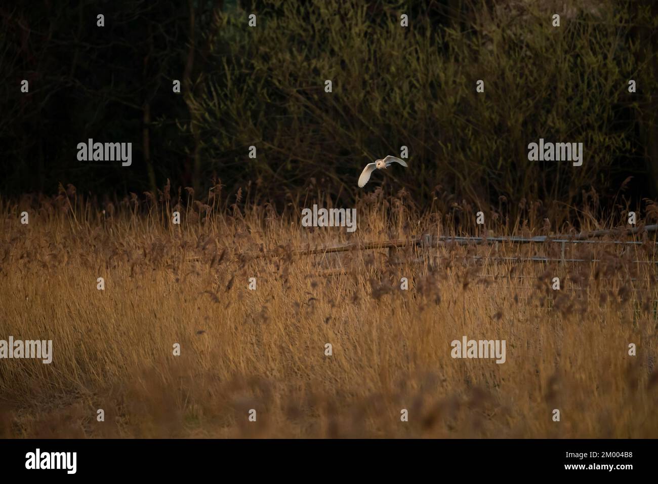 Barn owl (Tyto alba) adult bird hunting in flight over a reedbed ...