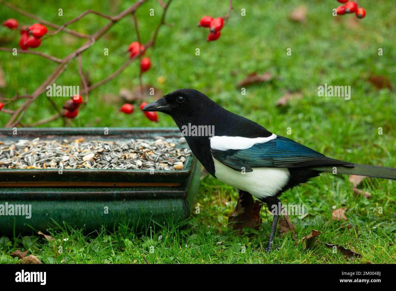 Magpie standing next to table with food in front of red rosehips in ...