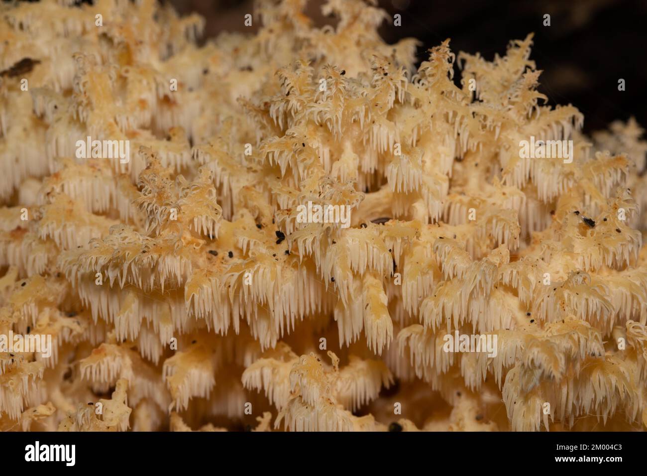 Beech spiny beard hi-res stock photography and images - Alamy
