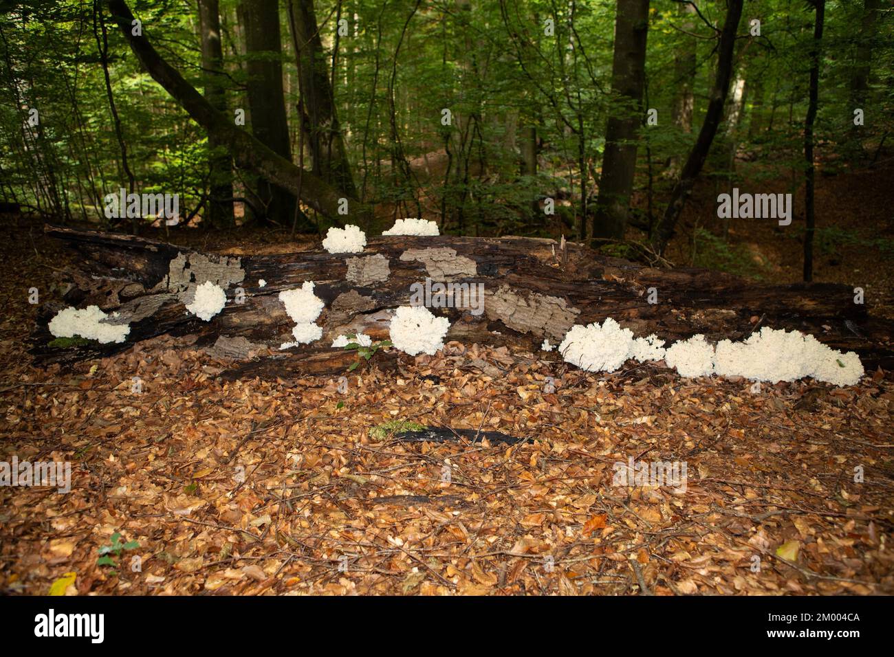 Beech spiny beard many fruiting bodies with light brown branches on ...