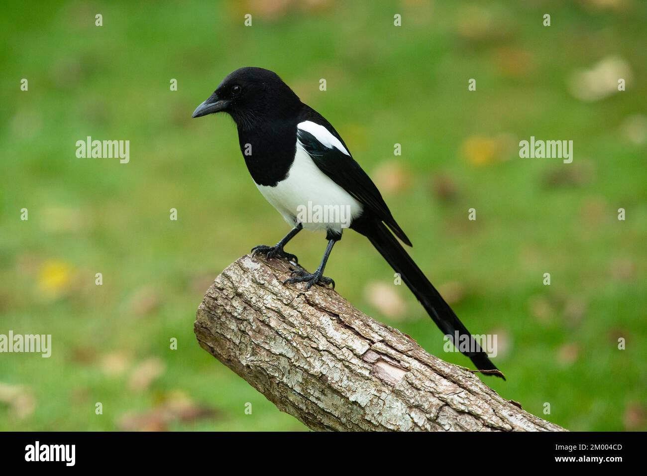 Magpie standing hi-res stock photography and images - Alamy
