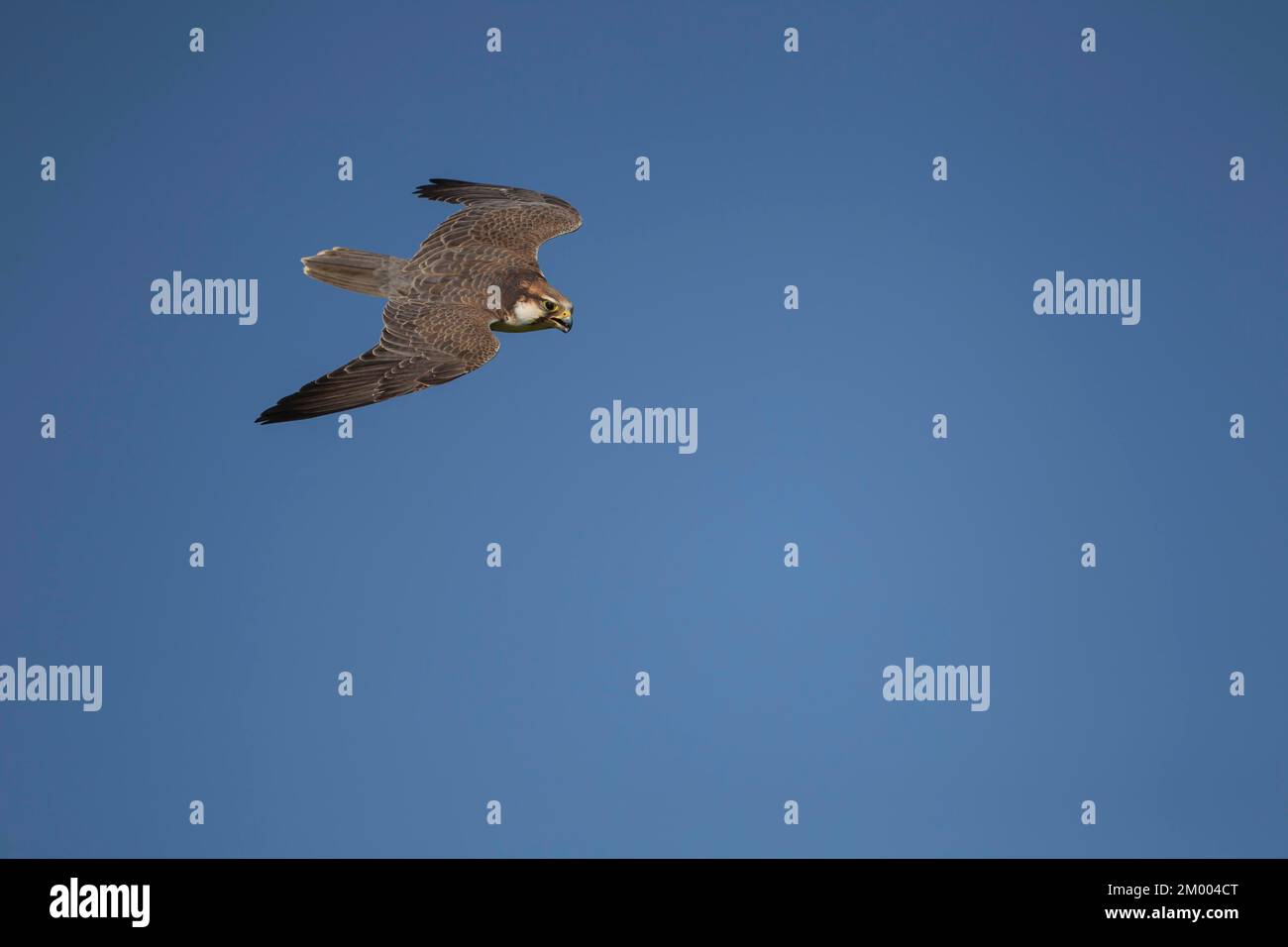 Diving Falcon Silhouette