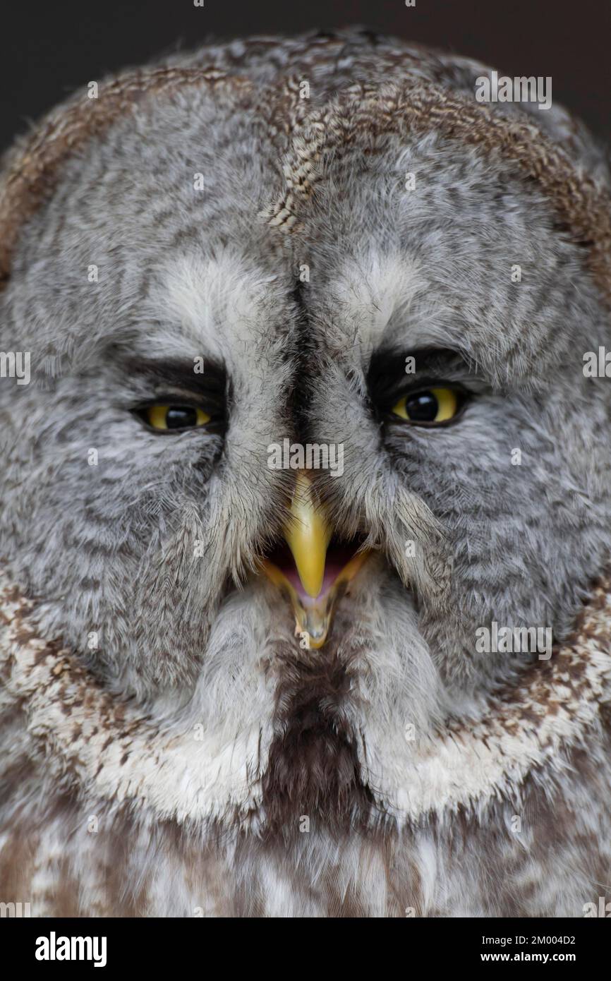Great grey owl (Strix nebulosa) adult bird head portrait, England ...