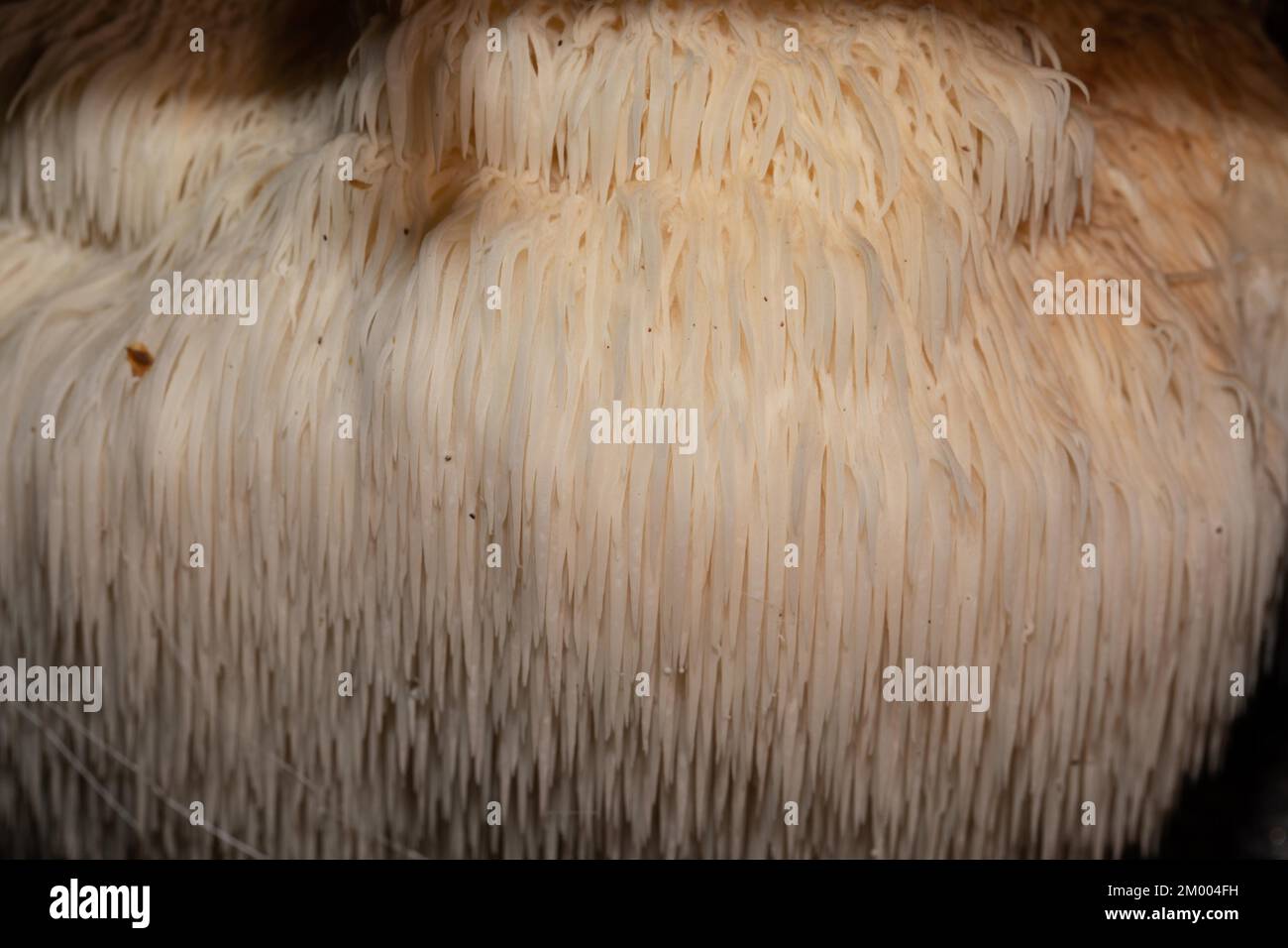 bearded tooth mushroom Fruit body with cream-coloured drooping spines ...