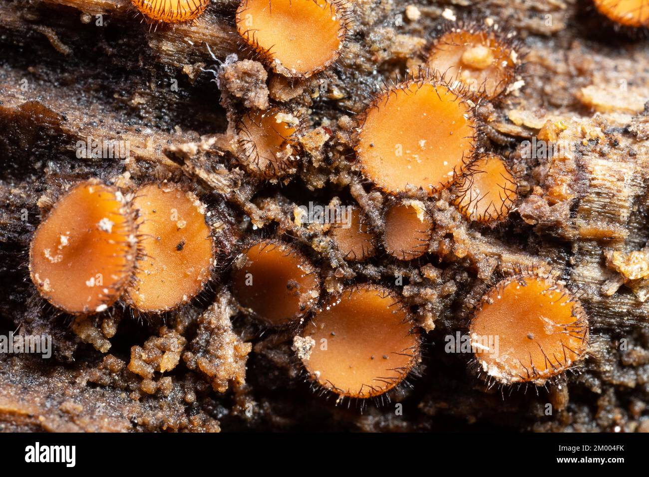 Scutellinia several bowl-shaped orange fruiting bodies with dark brown ...