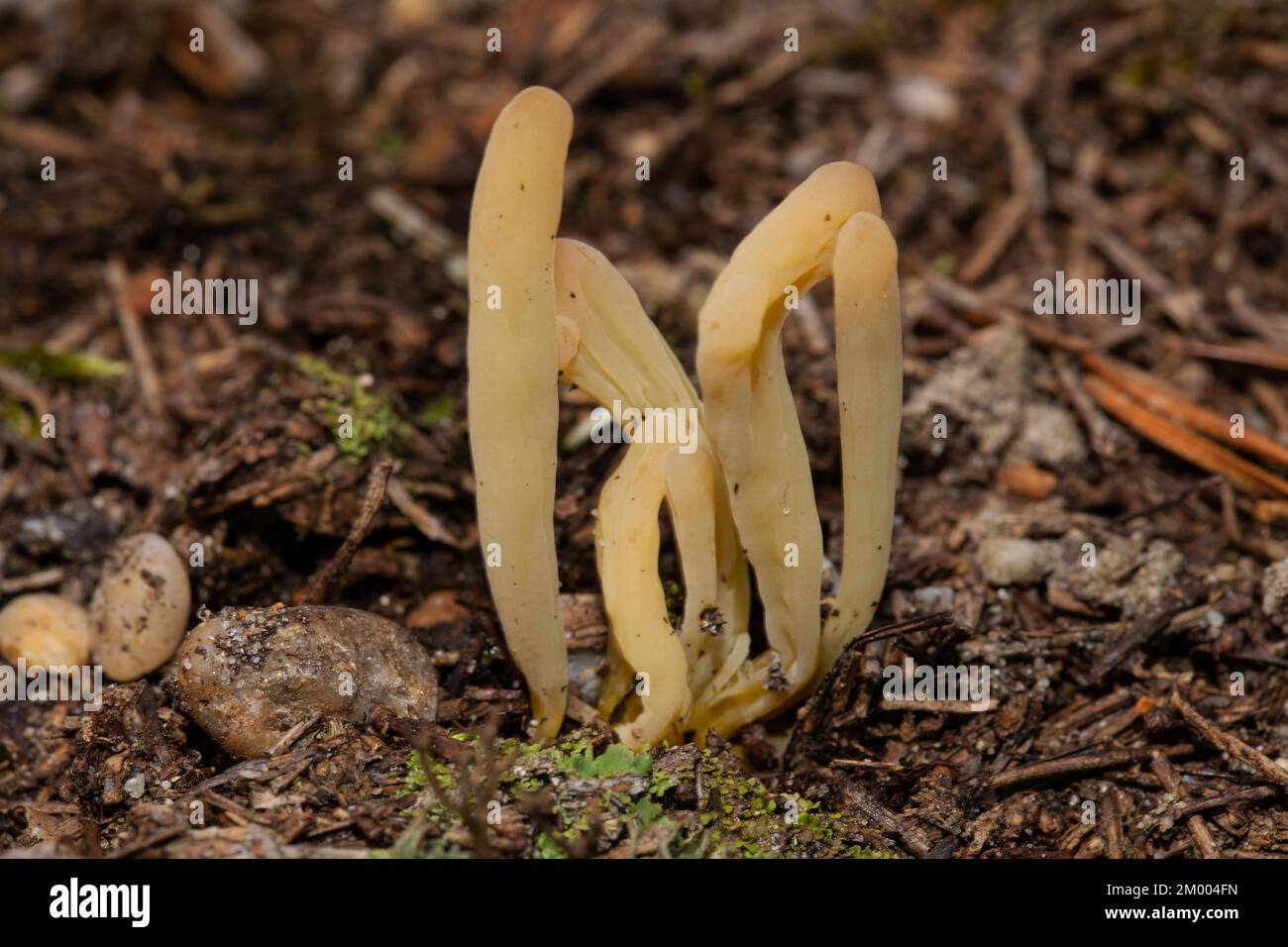 Club shaped hi-res stock photography and images - Alamy