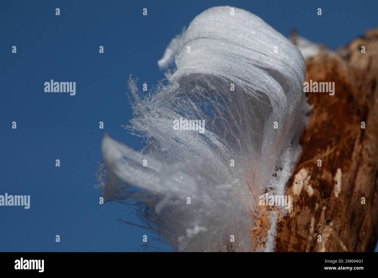 Hair ice fruiting bodies white wavy ice needles on branch in front of ...