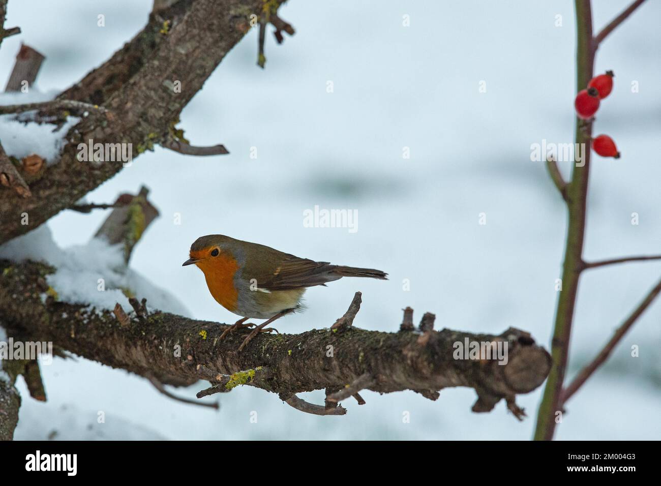 Robin sitting on branch in front of twig with red rose hips looking ...