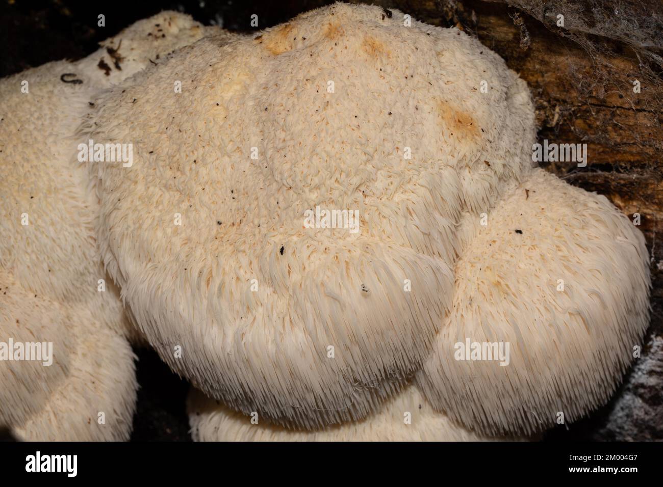 bearded tooth mushroom some fruiting bodies with cream-coloured ...
