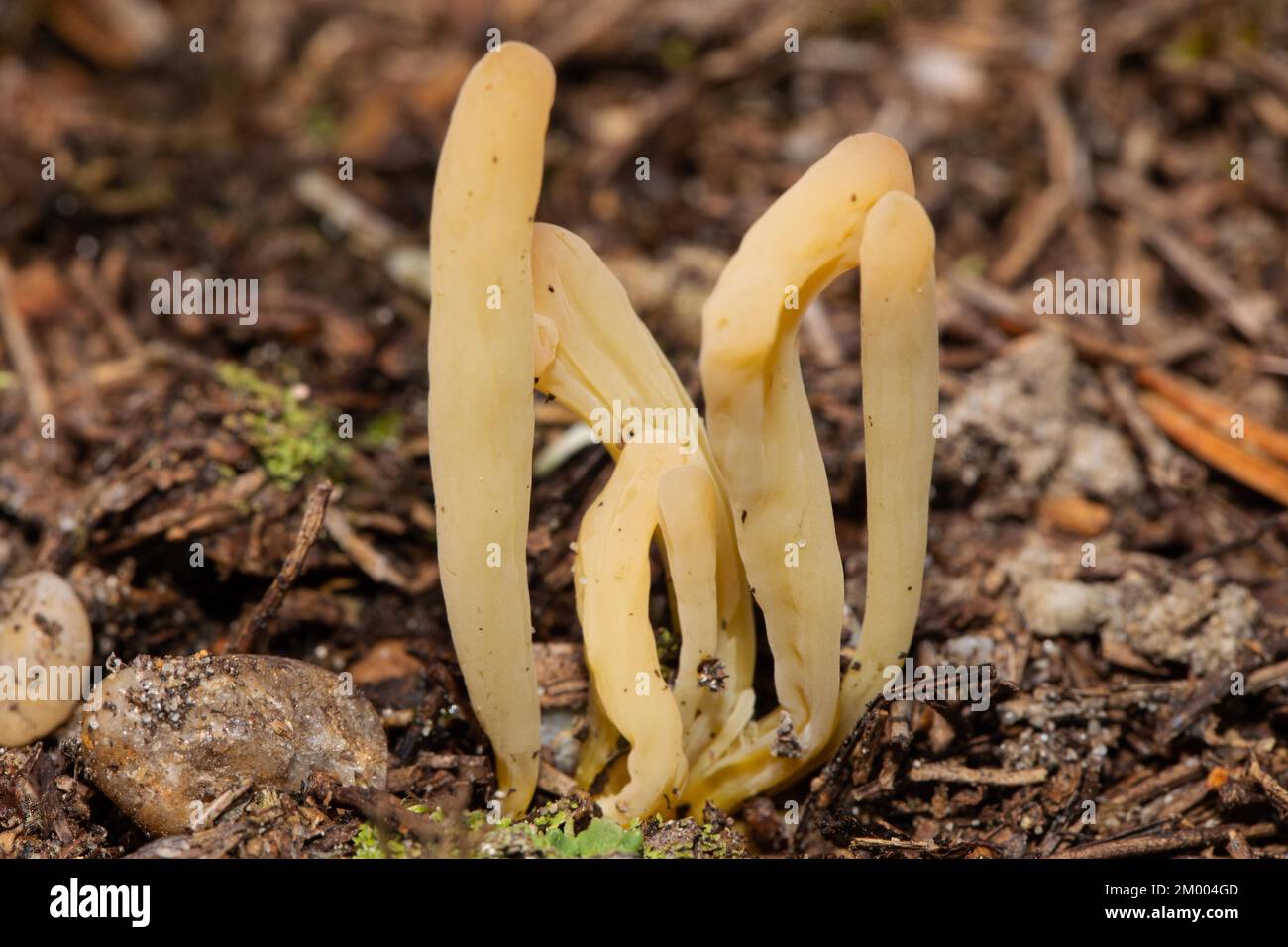 Heather leg hi-res stock photography and images - Alamy